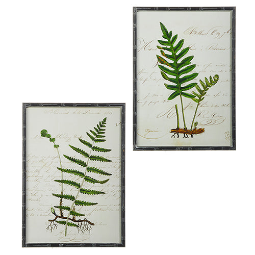 Botanical Fern Framed Print, 2 Style Options (Pick Up Only) – Summer’s ...